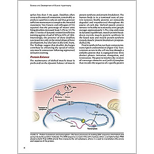 Science and Development of Muscle Hypertrophy