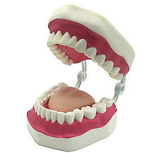 Dental Teeth Care Model with Toothbrush,32 Teeth,Kouber Human Anatomical Model,4"x 5" x 7"