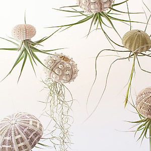 5 Pack Mini Sea Urchin Shell Hanging Pot-Air Plant Holder Hanging Decorative Cute Tillandsia Succulent Display Container with Rustic Ropes for Home Garden Beach Theme Party Wall Indoor Outdoor Decors