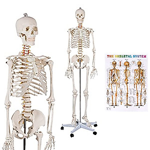 GOFLAME Human Skeleton Model for Anatomy, 70.8” Life Size Skeleton Model with Nervous System and Rolling Stand for Medical Study, Anatomical Skeleton with Movable Arms and Legs, Dust Cover & Poster