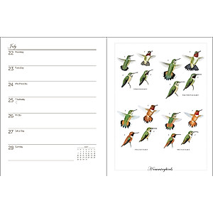 Sibley's Birds Weekly Engagement Calendar 2019 Planner 6.5" x 8.5" Spiral