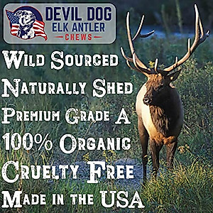 Devil Dog Pet Co Antler Dog Chew - Premium Elk Antlers for Dogs - Long Lasting Dog Bones for Aggressive Chewers - No Mess No Odor - Wild Shed in The USA - Veteran Owned (Medium)