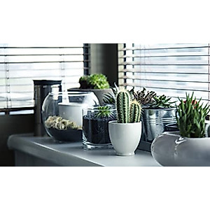 Southside Plants Cactus Cleaning Brushes Pack - Soft Goat Hair Bristles with Wooden Handle Brushes for Indoor Cactus & Succulent Plants Dusting- Gardening Cleaning Tools (7", 3.2") Sizes Pack