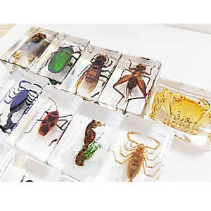 CXUEMH Clear Insect Specimens 12 Pcs Real Animal Specimen Bugs Resin Bug Collection Kit Clear Resin Paperweights for Home and Office Desktop Decor (Clear)