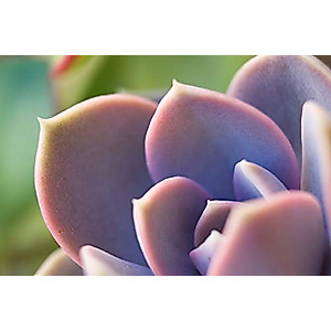 Fat Plants San Diego Premium Cacti and Succulent Potting Mix Soil - for Cactus Palm Tree Citrus Plant Grown in Gardening Containers - Indoors & Outdoors Use - with Natural Food/Fertilizer