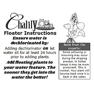 Bundle of 3 Water Hyacinth Floating Pond Plants Live Aquatic Plant Great for Koi Ponds Flowering and Fast Growing Hyacinths Cannot Ship to Some States (3)