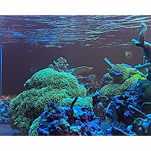 Live Coral Frag Green Star Polyp 1 inch - WWC Long Polyp/Beginner Marine Coral Reef for Saltwater Aquarium