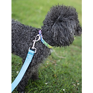 Country Brook Petz - Deluxe Trippy Doggo Dog Collar - Made in The U.S.A. - Groovy Collection featuring Far Out Designs (1 Inch, Large)