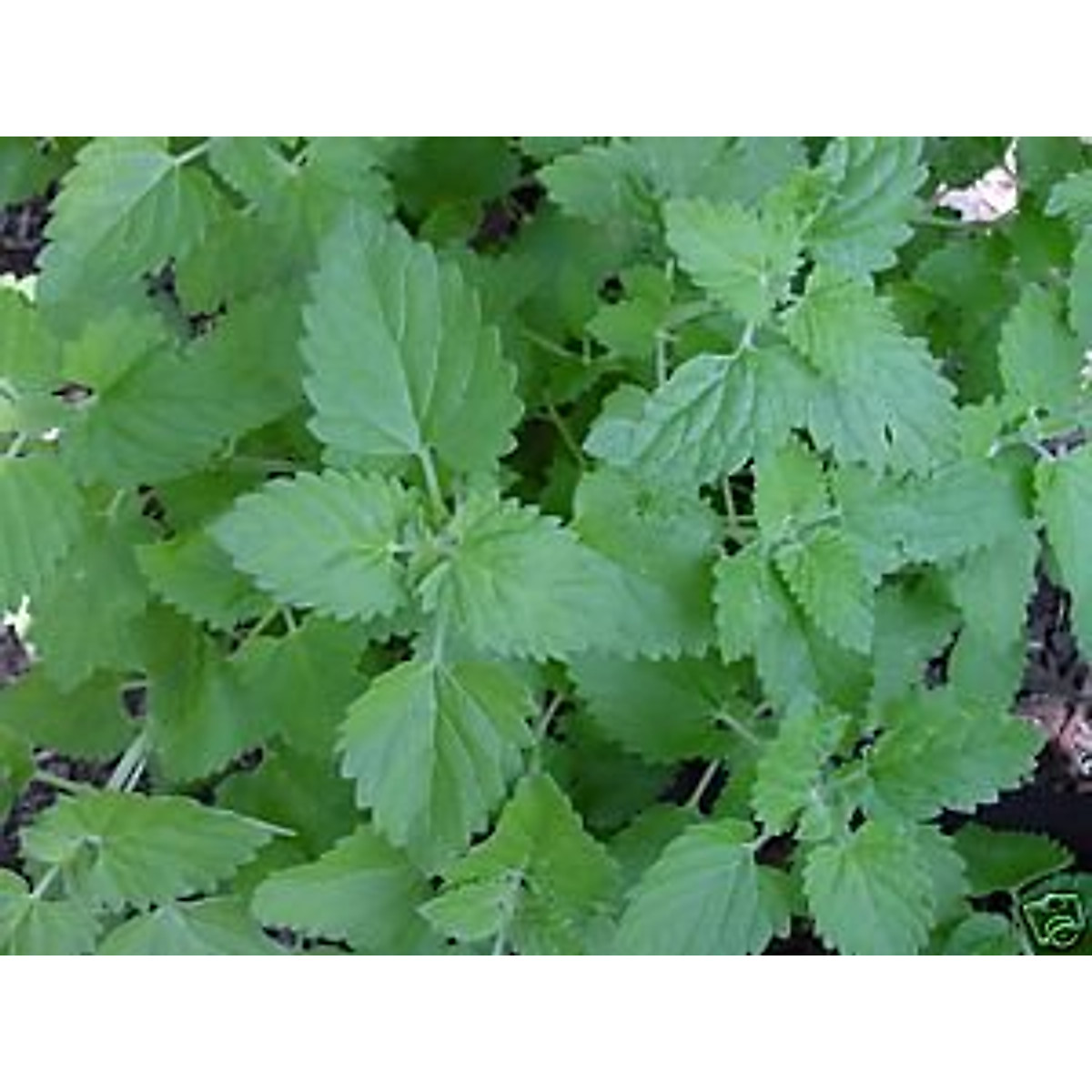 Catnip Great Garden Herb ~ Cats Love It ~ Bulk 40,000 Seeds by Seed Kingdom