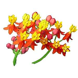 Bloodflower Milkweed Seeds Monarch Butterfly Weed Blood Flower #212 (80+ Seeds, or 1/2 Gram)