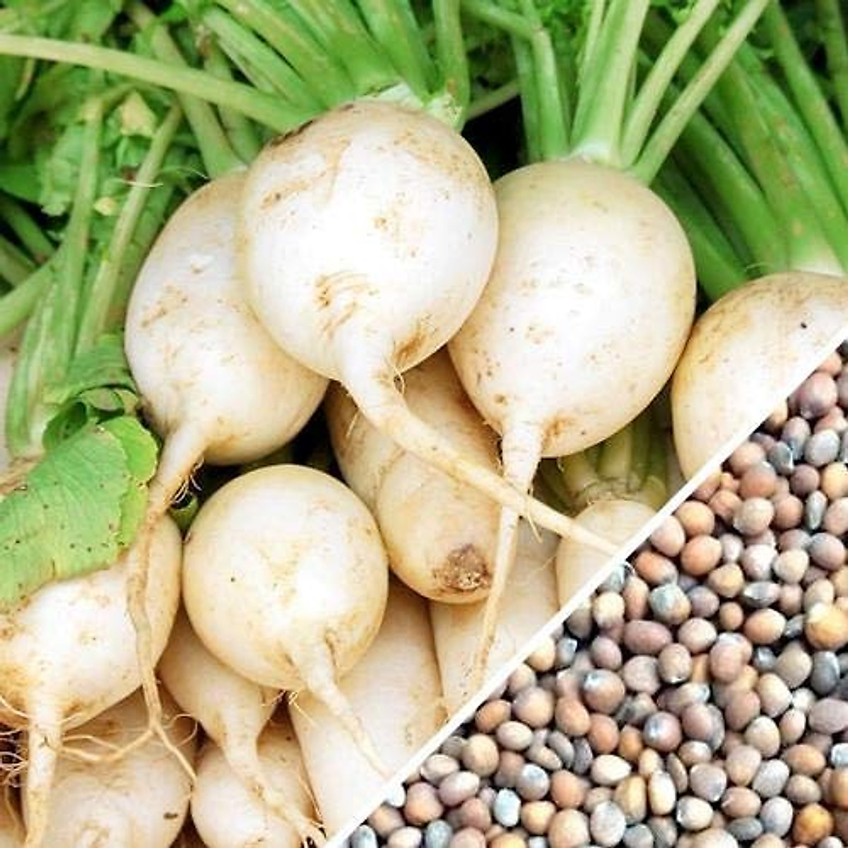 Hailstone Radish Seeds, 250+ Heirloom Seeds, (Isla's Garden Seeds), Non GMO Seeds, Botanical Name: Beta vulgaris