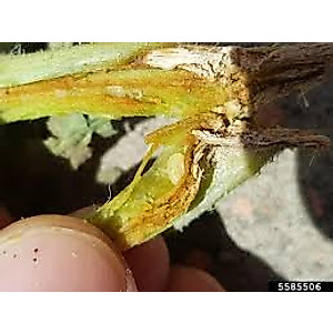 Pest Wizard Squash Vine Borer Trap Kit (2 Pack), Orange