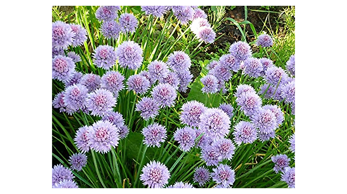 Chives Seeds for Planting: Easy-to-Grow Herb Garden Essential