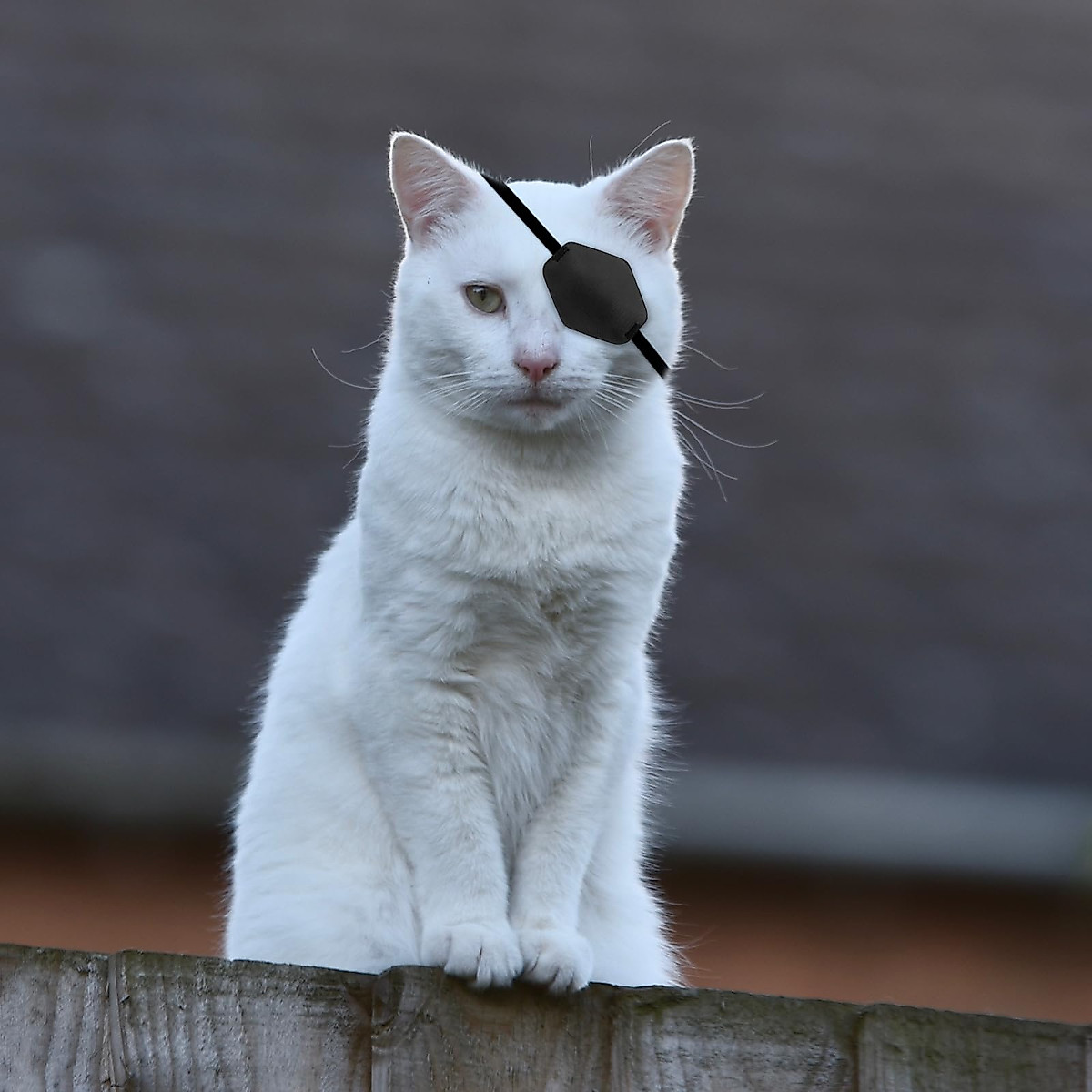 YeeBeny Cat Eye Patch, Eye Patch for Cats After Surgery Wounds, Adjustable Cats Eye Cover for Cat Eye Shield for Small Cats Pack of 2