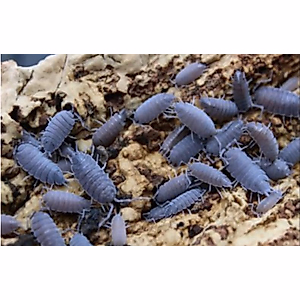 Surmen Legacy Live 10 Count Powder Blue Isopods (Porcellionides Pruinosus) Cleanup Crew & Reptile Food