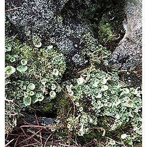 Tin Roof Treasure Live Moss Pixie Cup (Cladonia Pyxidata) Lichen for Terrarium Fairy Gardens 4"x6" Bag