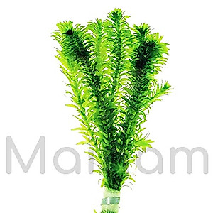 Mainam 1 Hornwort Bunch + 3 Anacharis Freshcut for Pond Live Aquarium Plant Tropical Oxygenating