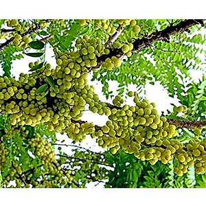 IS4A 8MM TULSI HOLY BASIL PRAYER BEADS JAPA MALA NECKLACE HAND KNOTTED. KARMA (108+1) BEADS. BLESSED & ENERGIZED HINDU TIBETAN BUDDHIST SUBHA ROSARY (ORANGE TESSEL)