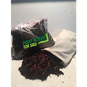 100 Red Compost Worms with Free Worm Food by:CheapWormsForSale