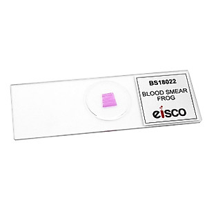 EISCO 10pk Frog Blood Smear, Prepared Microscope Slides - 75 x 25mm - Classroom Pack, 10 Slides in Storage Case - Biology & Microscopy