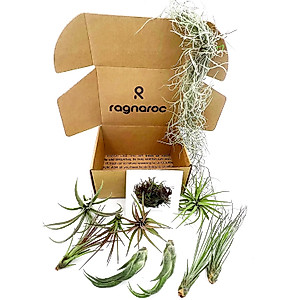 ragnaroc Live Air Plants - Tillandsia Gift Box TOR Variety Pack - 10 Count Large 3-5 inches – Live Indoor Plants & Live 15 inch Spanish Moss – Live Plants for Home décor, Live Arrival Guaranteed