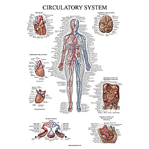 10 Pack - Anatomical Poster Set - LAMINATED - Muscular, Skeletal, Digestive, Respiratory, Circulatory, Endocrine, Lymphatic, Male & Female Reproductive, Nervous System, Anatomy Chart Set - 18" x 24"