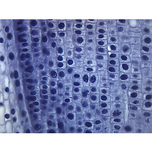 EISCO (Pack of 10) Allium Root Tip, Longitudinal Section - Prepared Microscope Slides - Classroom Pack, 10 Slides in Storage Case - Biology & Microscopy