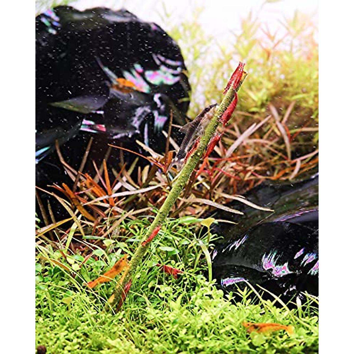 Shrimptastic Aquatics Shrimp Lolly Combo Pack