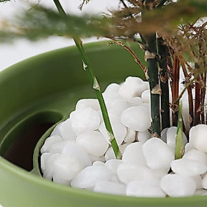 SAROSORA Pebbles River Rocks,White Stones - 1.8LB Decorative Polished Jade Pebbles Garden Decor for Plants, Aquarium, Bonsai,Vase(1.8, White)