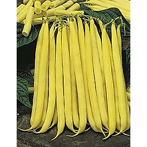 Yellow Cherokee Wax Bush Bean Seeds - 50 Count Seed Pack - Produces beans with a tender, slightly nutty flavor. - Country Creek LLC