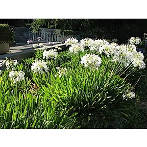 Agapanthus Getty White - 10 Live Plants - Blooming Groundcover Grass
