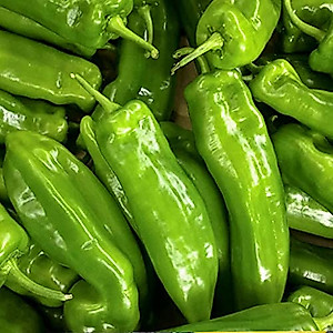 Cubanelle (Capsicum annuum.) 250mg Seeds for Planting, Pepper-Sweet, Italian Frying Pepper, Cuban Pepper., Pimiento de Cocinar de Cocinar, Open Pollinated, Non GMO, Vegetable Garden