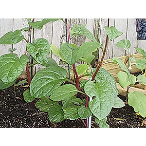 Gaea's Blessing Seeds - Red Malabar Spinach Seeds - Non-GMO Seeds with Easy to Follow Planting Instructions - Heirloom Red Stemmed Malabar - 93% Germination Rate