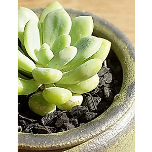 Organic Horticultural Charcoal, 100% All Natural Hardwood Charcoal, Activated Plant Charcoal for Soil Amendment, Orchids, Terrariums, Indoor Plants, Planting, and Gardening, 1.5 Quarts