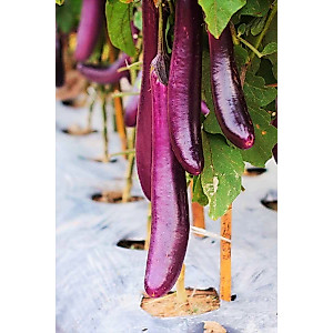TomorrowSeeds - Chinese Eggplant Seeds - 200+ Count Packet - for 2024 Purple Shine Long Asian Aubergine Ping Tung Japanese Eggplants Brinjal