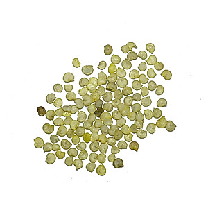 Seed Needs, Rainbow Bell Pepper Seeds - 100 Heirloom Seeds for Planting Capsicum annuum - Perfect for an Indoor or Outdoor Garden, Non-GMO & Untreated (1 Pack (100 Seeds))