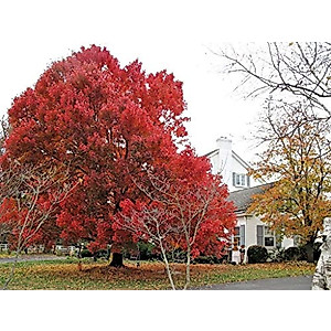 Carolina RED Scarlet Maple Tree Acer Rubrum jocad (25 Seeds)