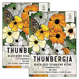 Seed Needs, Black-Eyed Susan Vine Seeds - 100 Heirloom Seeds for Planting Thunbergia alata - Cover a Fence or Trellis (2 Packs)