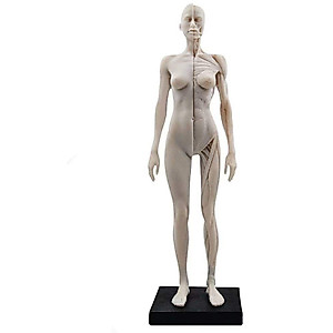 Global-Dental 1 Pcs 11 Inch Female Human Anatomical Model Art Anatomical Figure White Color