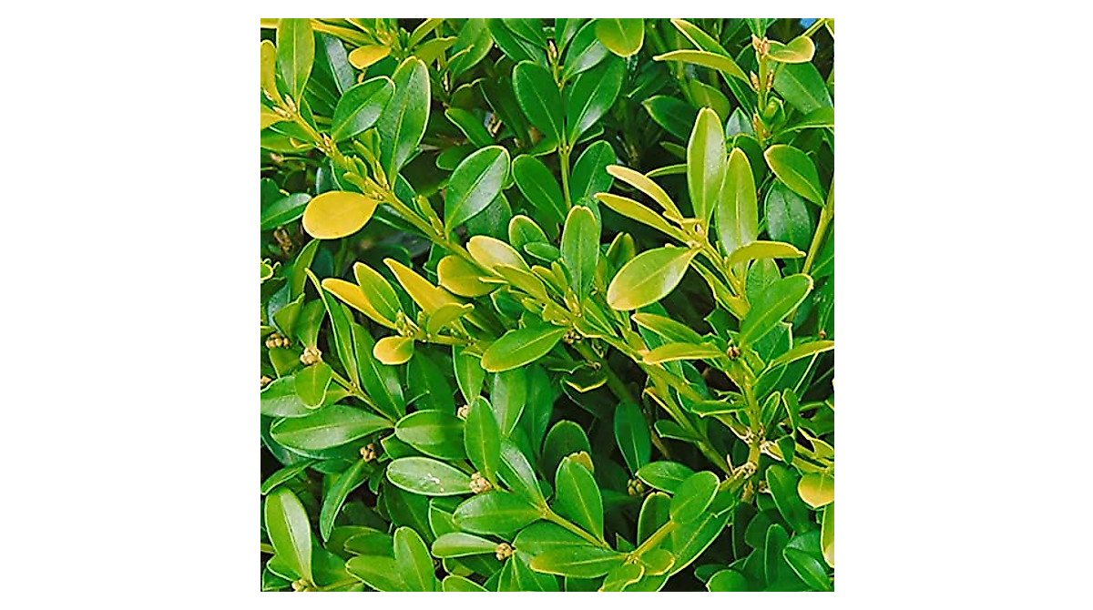 Wintergreen Japanese Boxwood Hedge Seeds - Fast Growing Evergreen