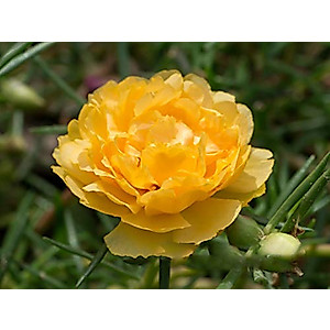 hua xian zi,Moss Rose (Portulaca Grandiflora) Mixed Colors 10000+ Fresh Seeds