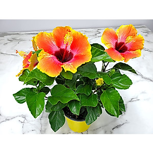 Fiesta Hibiscus Bush - Live Hibiscus Flowering Plant - Tropical Flower Plant - 1 Gallon Planter - Overall Height 10" to 14" - Tropical Plants of Florida (Plant Only)