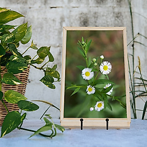 Ouskr 4 Pcs 4-1/4 Inch Plate Stands for Display, Metal Iron Picture Frame Holders Stand for Book Photo Small Easels Plaque Dish Art Tabletop Decorative Black