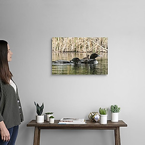 CANVAS ON DEMAND Common Loon Family, One Adult Loon Is Giving an Aquatic Insect to Its Chick Canvas Wall Art Print by Charles Sleicher, Home Decor, Bird, Wildlife Artwork, 24" x16in