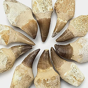 KALIFANO Authentic Fossilized Prehistoric Mosasaur Tooth from Morocco - Mosasaurus Teeth for Fossil Collections and Education Purposes (Information Card Included)