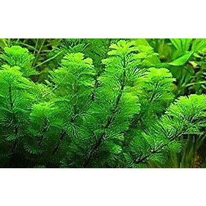 TruBlu Supply Green Cabomba Live Aquarium Plant Freshwater - Buy 2 Get 1