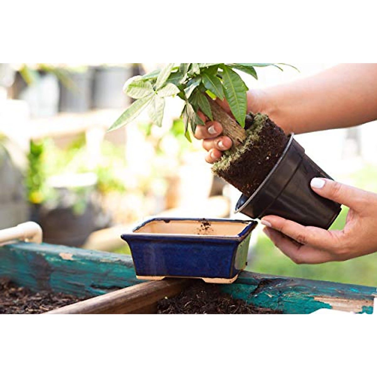 Glazed Ceramic Bonsai Pot - Decorative Planter for Dwarf Trees, Succulents, Small Plants - Blue Rectangular Container Perfect for Indoor and Outdoor Gardens, Table Centerpieces and Windowsill Décor