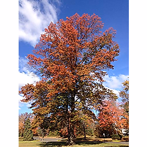 Pin Oak Tree - Fast Growing Hardwood - Live Plant Shipped 2 Feet Tall by DAS Farms (No California)