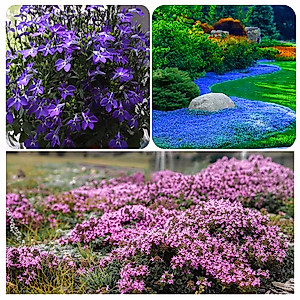 Mix Creeping Thyme Seeds for Planting Ground Cover Plants, Heirloom Non-GMO Thyme, 5 Colors- Individual packag, Easy to Plant and Grow, 1000+