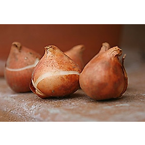 Mixed Triumph Tulips (25 Bulbs) - Assorted Colors of Tulip Bulbs by Willard & May